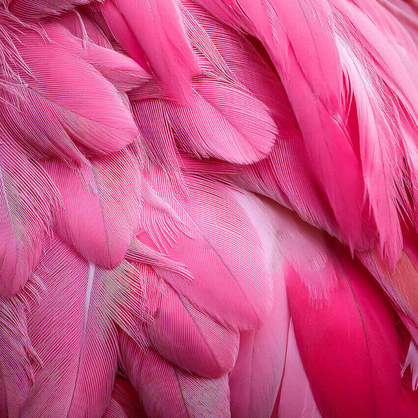 Pink Composite Doors | Pink Door Colours - Solidor